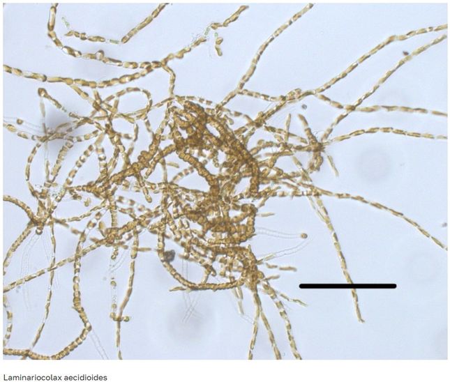 Российские учёные предложили использовать нитчатые водоросли как ...